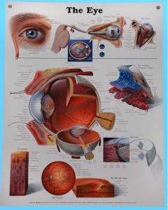 Anatomical Eye Poster